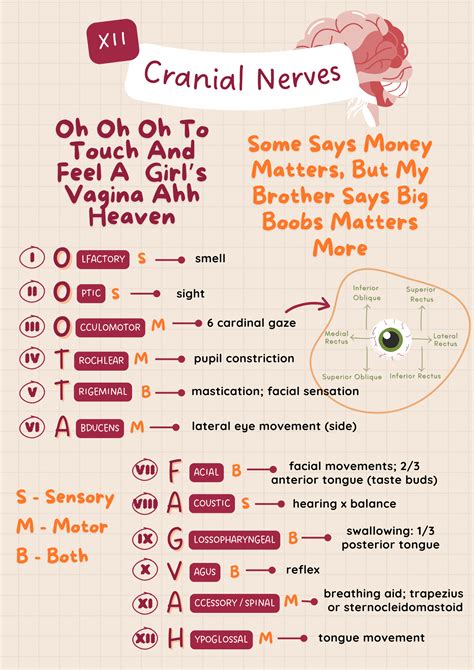 Cranial Nerves Mnemonic Cranial Nerves Mnemonic Function Labeled