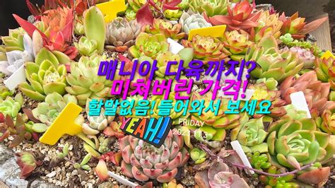 2023년 11월03일多肉植物국민다육 방문구매3개5000원선녀와나무꽃화분다육신상안내다육금화분택배다육택배다육이다육식물인천다육多肉植物 Youtube