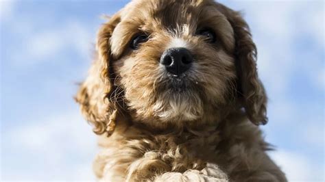 Cavapoo Puppys One Of A Kind Eye Patch Has Everyone Obsessed