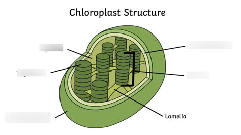 Ap Bio Ch 10 Photosynthesis Diagram Quizlet