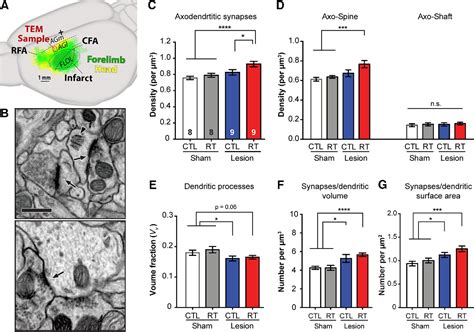 Axodendritic Synapse Semantic Scholar