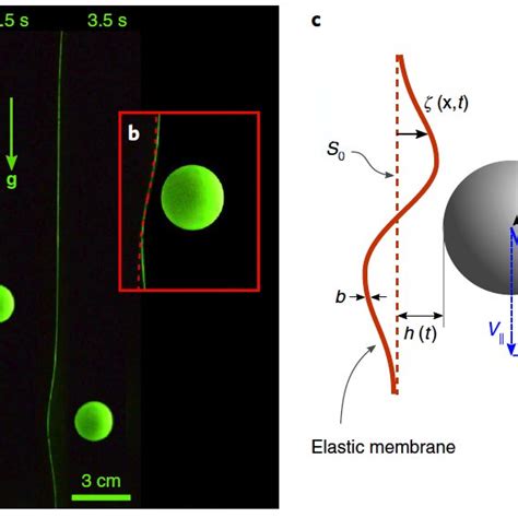Gravitational Sedimentation Of A Macroscopic Sphere Immersed In A Download Scientific Diagram