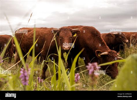 Devon Ruby Cattle Cows In A Field Stock Photo Alamy