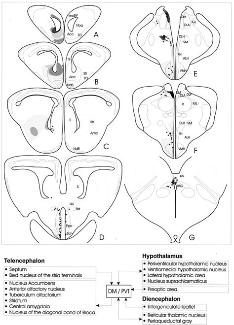 Figure 1 From A Proposed Homology Between The Reptilian Dorsomedial