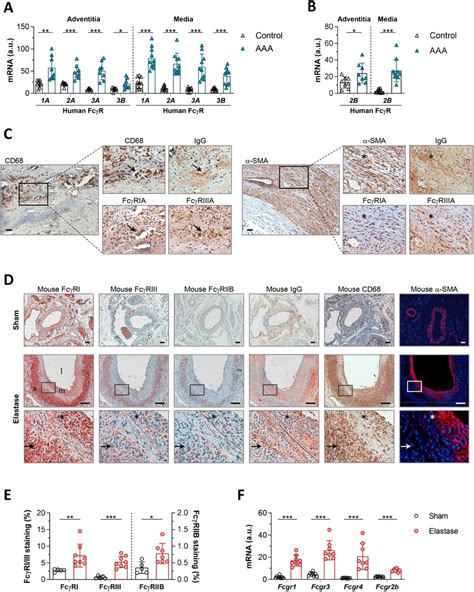 Expression Of Fcγr Subtypes In Human And Experimental Aaa Quantitative Download Scientific