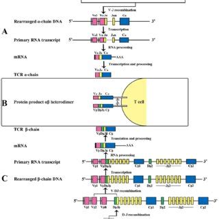 Examples Of Human TCR Gene Rearrangement Forming The Functional Gene Download Scientific