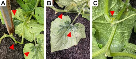 Symptoms Of Soft Rot Disease Caused By Pectobacterium Brasiliense On