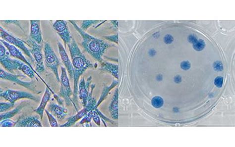 Biology Reagent For Cells Tissuestaining Agent For Cell Staining