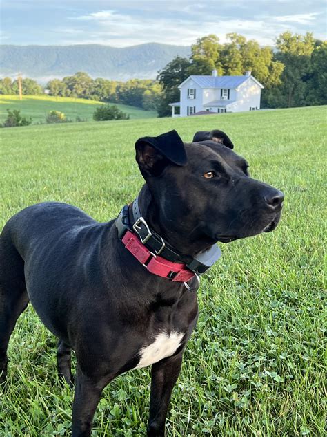 Majestic Mudbug Goofy Girl R Velvethippos