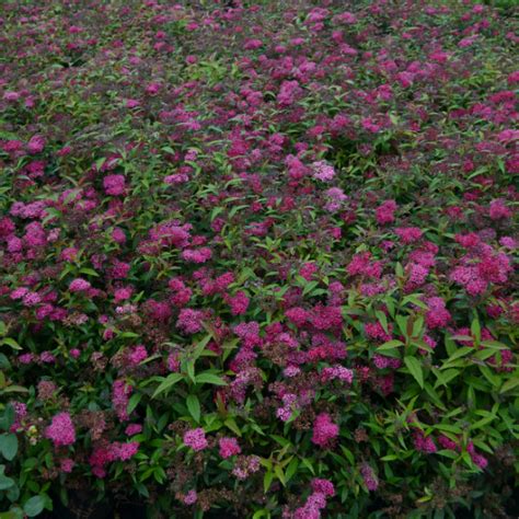Spiraea Anthony Waterer 2l Pot 30cm Derwen Wholesale