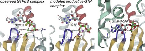 Substrate Analog Binding Mode To Nucleotide Cyclases A Structure