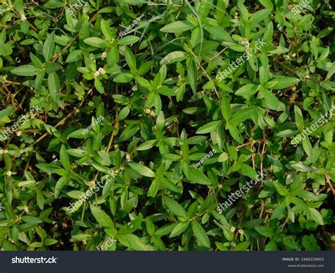 Alternanthera Philoxeroides Commonly Referred Alligator Weed Stock