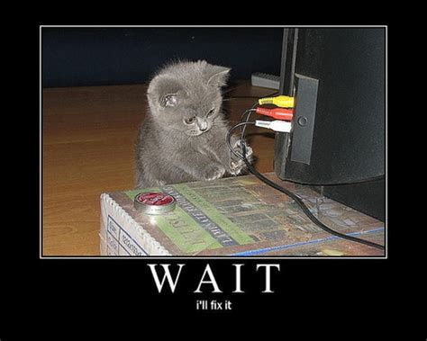 Funny Lol Pics Of Cats Lol Photo 33097103 Fanpop