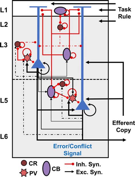 Agranular Frontal Cortical Microcircuit Underlying Cognitive Control In