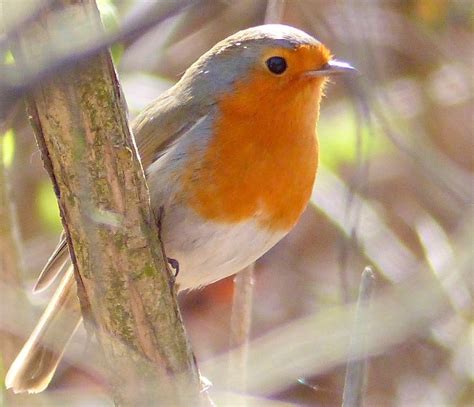 Синица с красной грудкой 68 фото красивые фото и картинки Pofotoclub