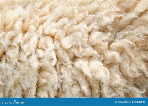 Sheep Wool Skin Soft Texture Stock Image Cartoondealer Com