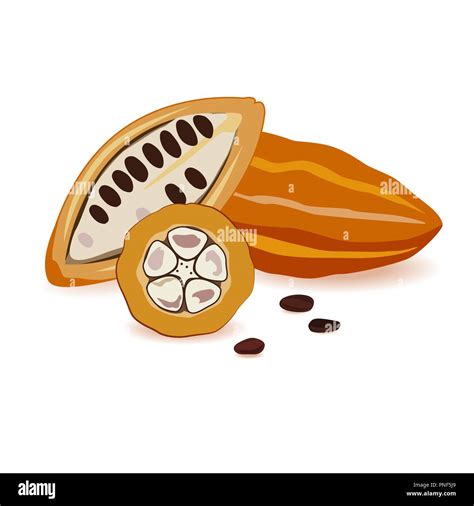 Cocoa Pod Illustration Hi Res Stock Photography And Images Alamy
