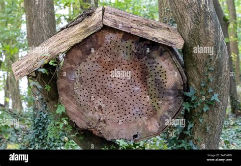Insect House Or Bug Hotel Made Out Of Tree Trunk With Roof Suspended