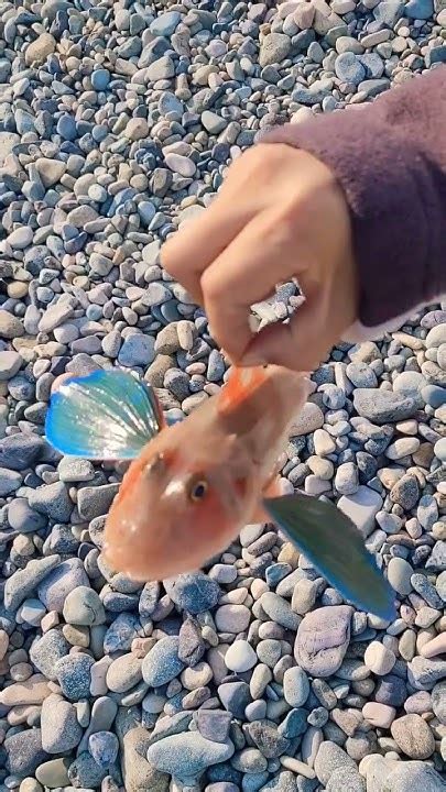 갓 잡은 성대 입니다너무 이쁘내요~ Youtube