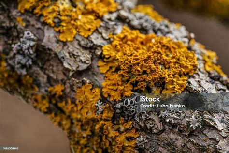 노란색 오렌지 해상 태양 버스트 이끼 산토리아 파리티나와 일부 Hypogymnia Physodes 건조 나무 가지 클로즈업 세부
