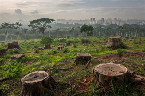 Impact Of Urban Expansion Deforestation And Urban Development