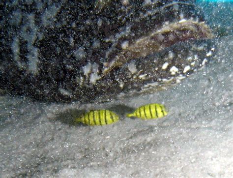 コガネシマアジ海水魚図鑑ByHanadai