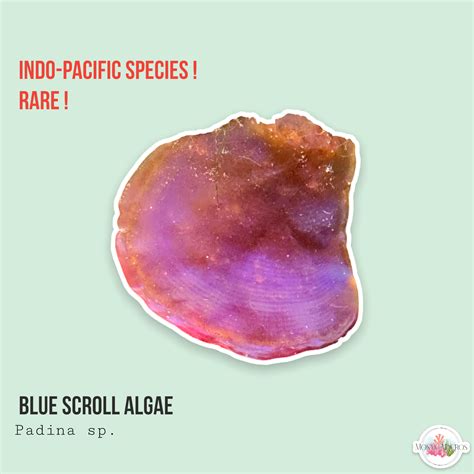 Blue Scroll Algae Padina Sp Saltwater Marine Macroalgae Plant For