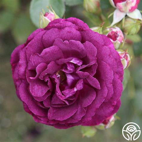 Twilight Zone Rose Grandiflora Very Fragrant Heirloom Roses