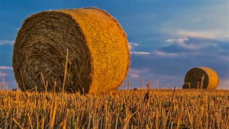 What Is Fodder In Agriculture Agruculture Lore