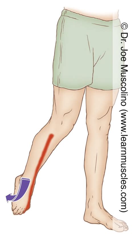 Extensor Digitorum Exercises At Shirley Vining Blog Extensor Digitorum Exercises At Shirley Vining Blog
