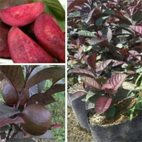 Buy Thai Red Guava Plant Online Best Price India