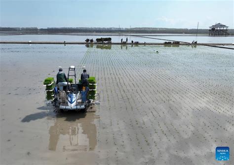 Spring Sowing In Heilongjiang Cultivation Areas In Full Swing Global Times