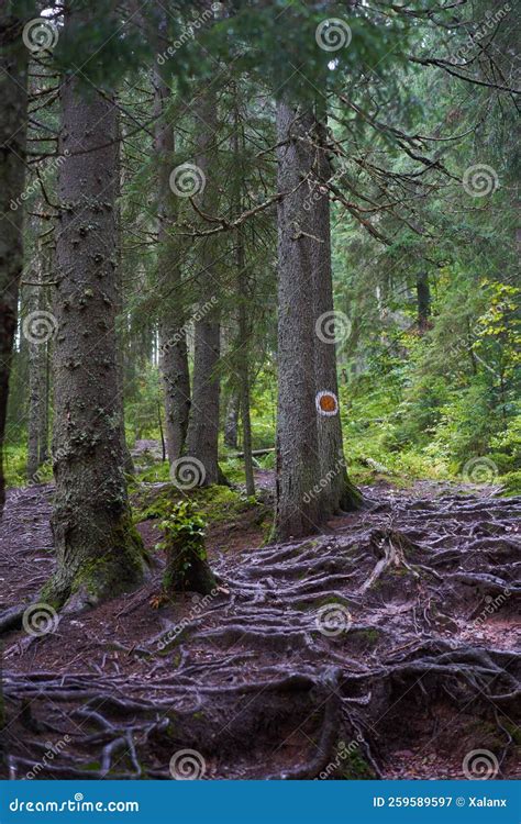 Tree Roots Landscape Stock Image Image Of Scenery Beautiful 259589597