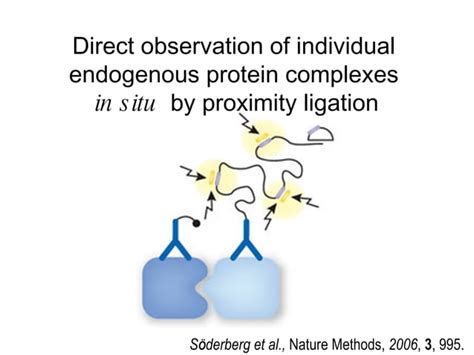 Proximity Ligation And Rca Ppt