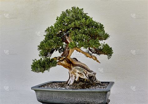 盆景 刺柏属丛木 自然 植物 水平画幅 绿色 无人 自然美 摄影 树