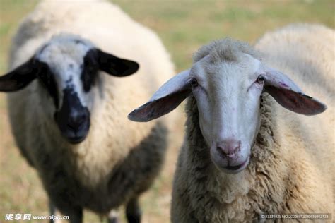 羊摄影图家禽家畜生物世界摄影图库昵图网