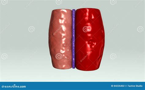 Glomerulus Stock Illustration Illustration Of Microscope 84226402