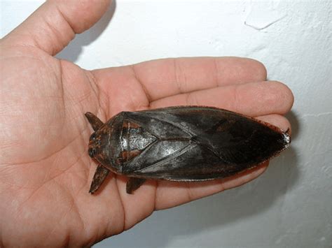 Queen Water Bug At Darrel Ferreira Blog