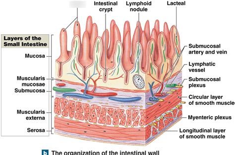 Terminal Ileum Diagram