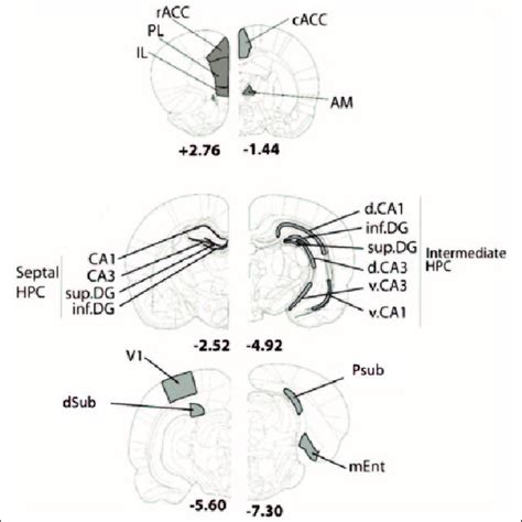 PDF Lesions Of Retrosplenial Cortex Spare Immediate Early Gene