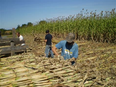 Sorghum Harvest Sorghumcos Weblog