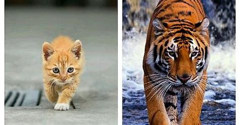 Different Sizes Same Attitude Imgur