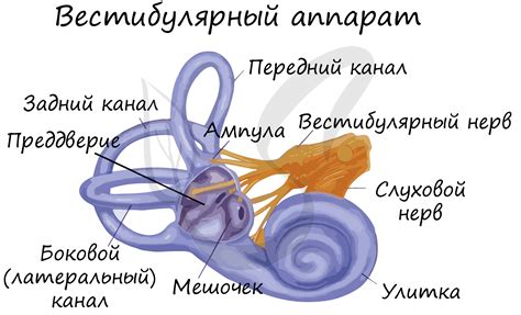 Общая схема анализатора человека