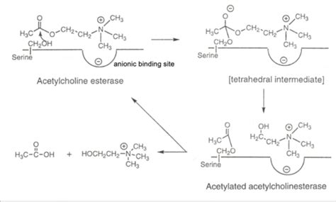 Acetylcholinesterase Inhibitors Flashcards Quizlet