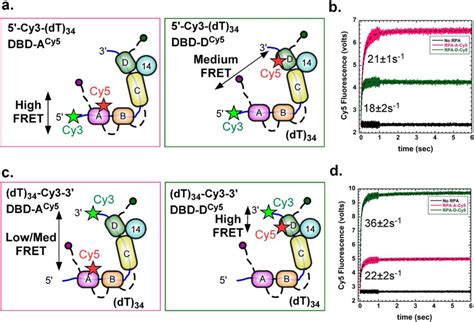 Fret Experiments Capture The Polarity Of Rpa Binding On Ssdna A And C Download Scientific