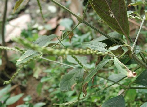 牛膝茎叶图册 360百科