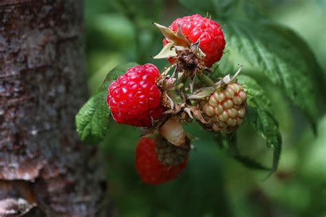 Малина Ягоды Фрукты Дикие Бесплатное фото на Pixabay Pixabay