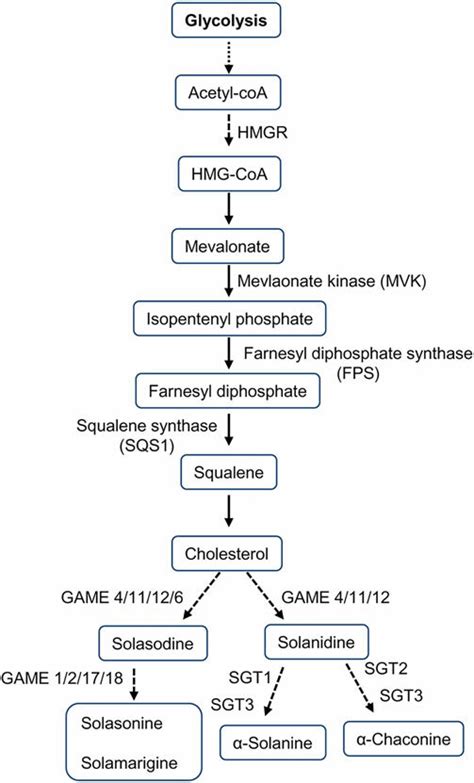 1 A Schematic Biosynthesis Pathway For Steroidal Alkaloidsglycosides