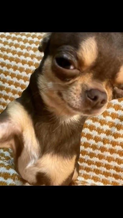 phonk music typebeat beats youtube