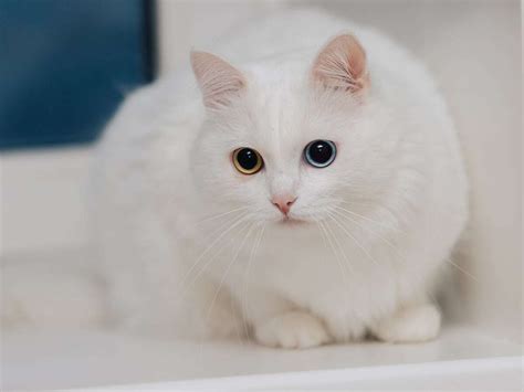 Turkish Angora Cat Breed Guide Spot